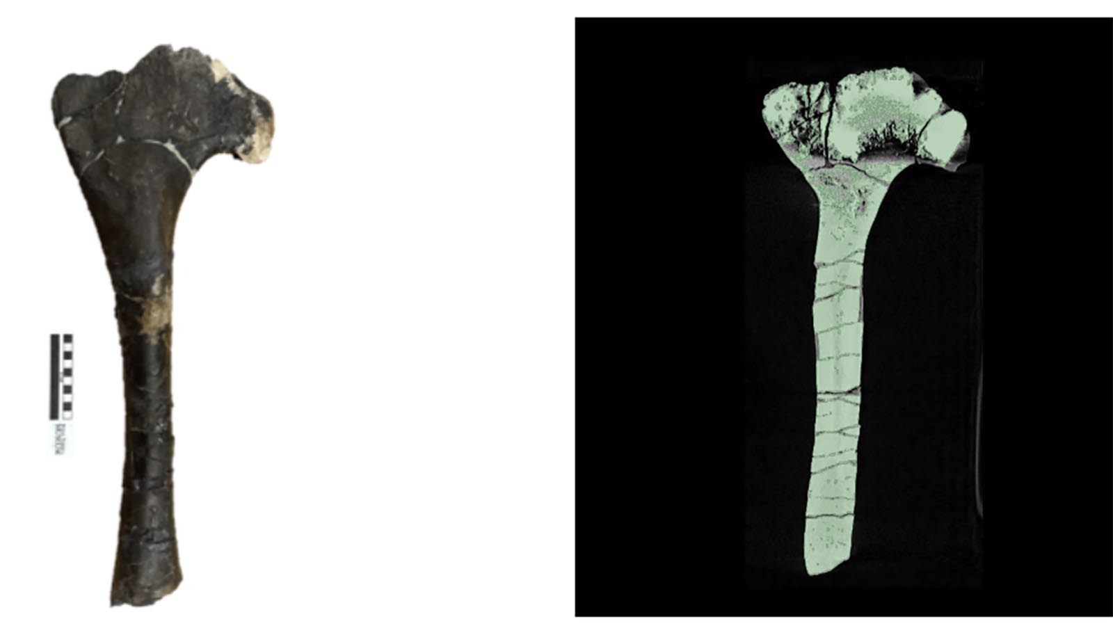 UW Project Rediscovers A Massive Meat-Eating Dinosaur Under 100-Year ...