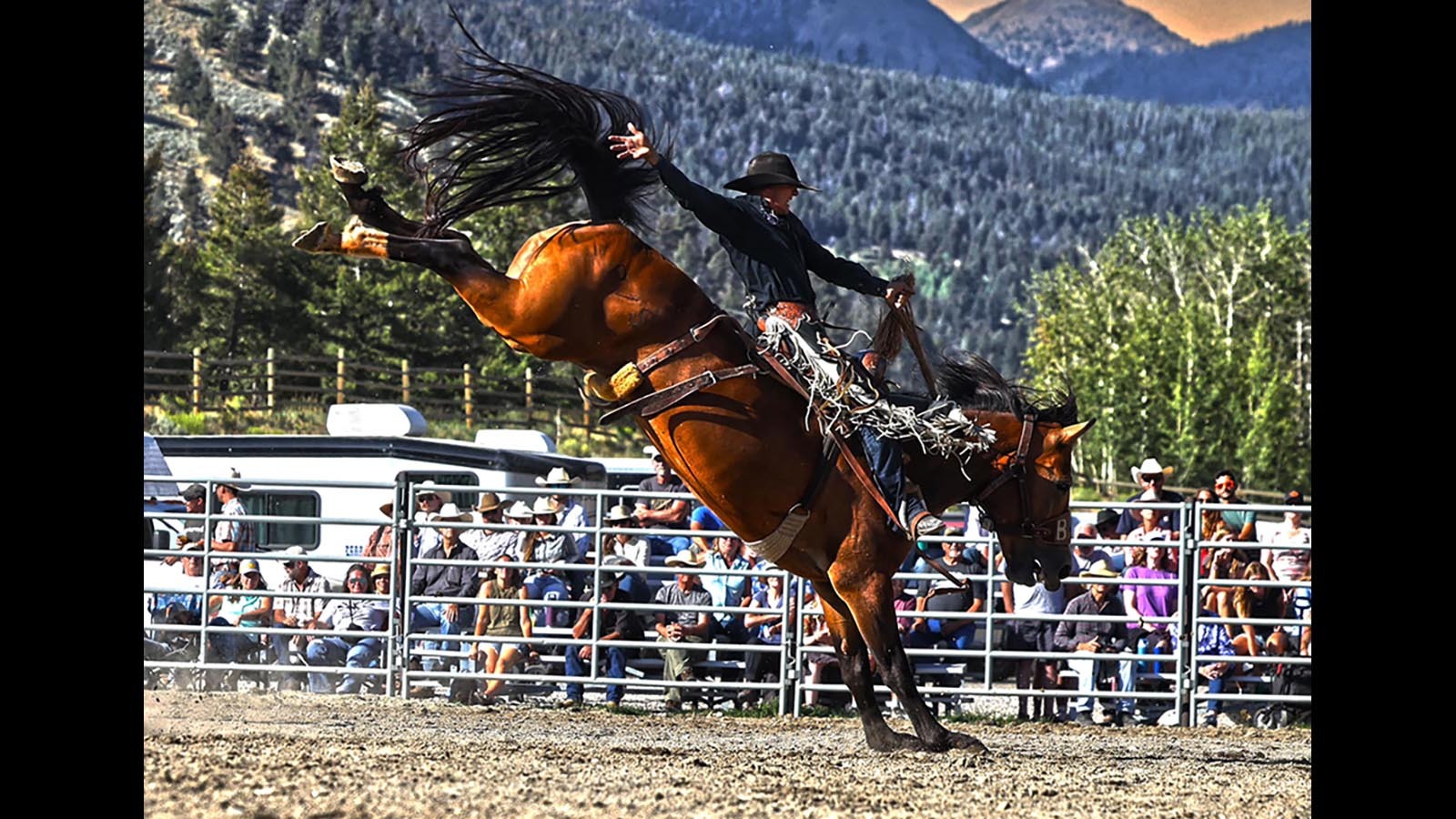 Nearly 80 Bucking Horses Killed By Tainted Feed Devastates Rodeo ...