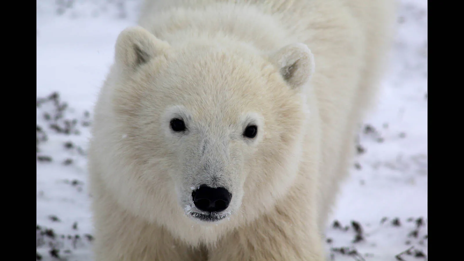 Candy Moulton: Exploring The Sub-Arctic Tundra With 700 Polar Bears ...