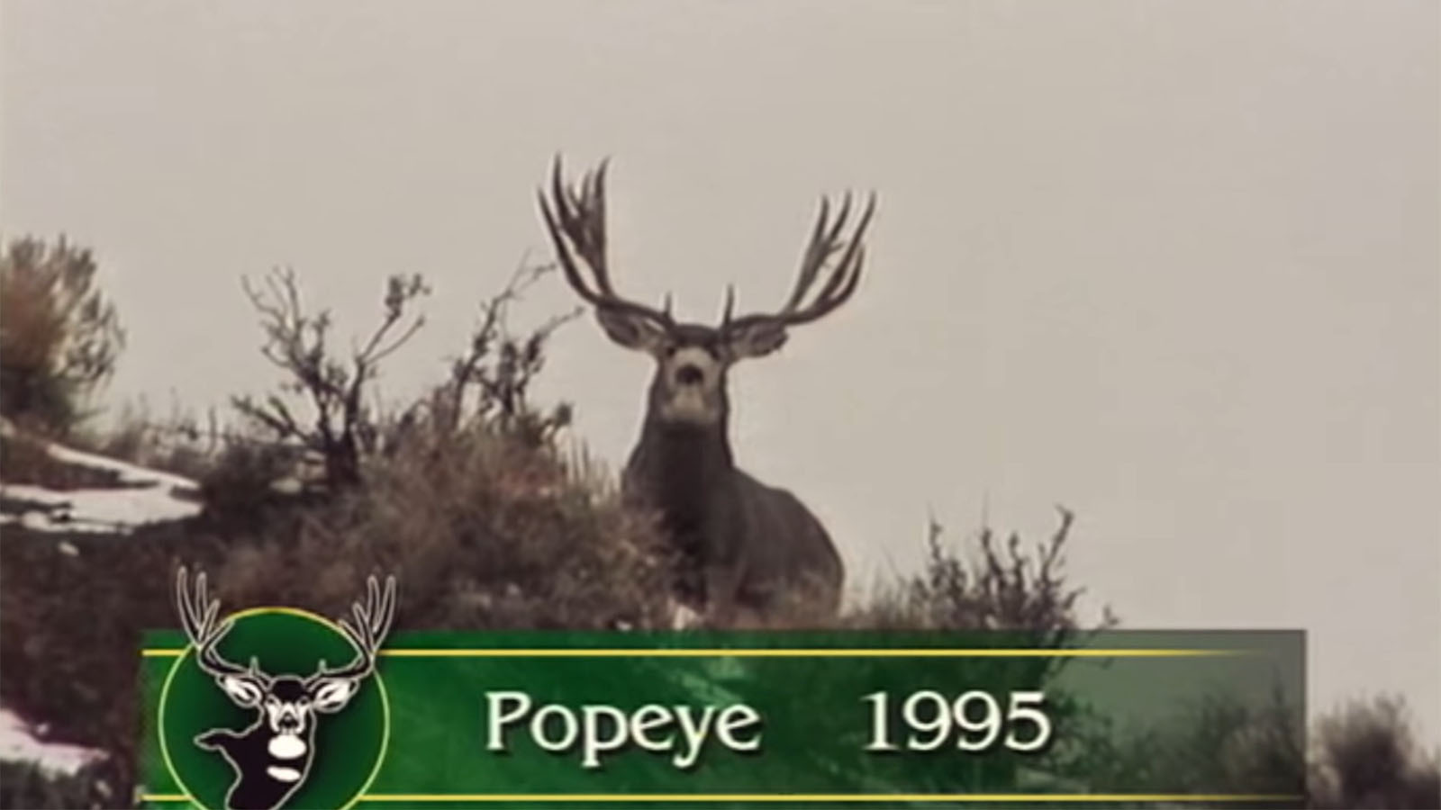 Wyoming Famous Monster Bucks: The Legend Of Goliath, Popeye And Morty ...