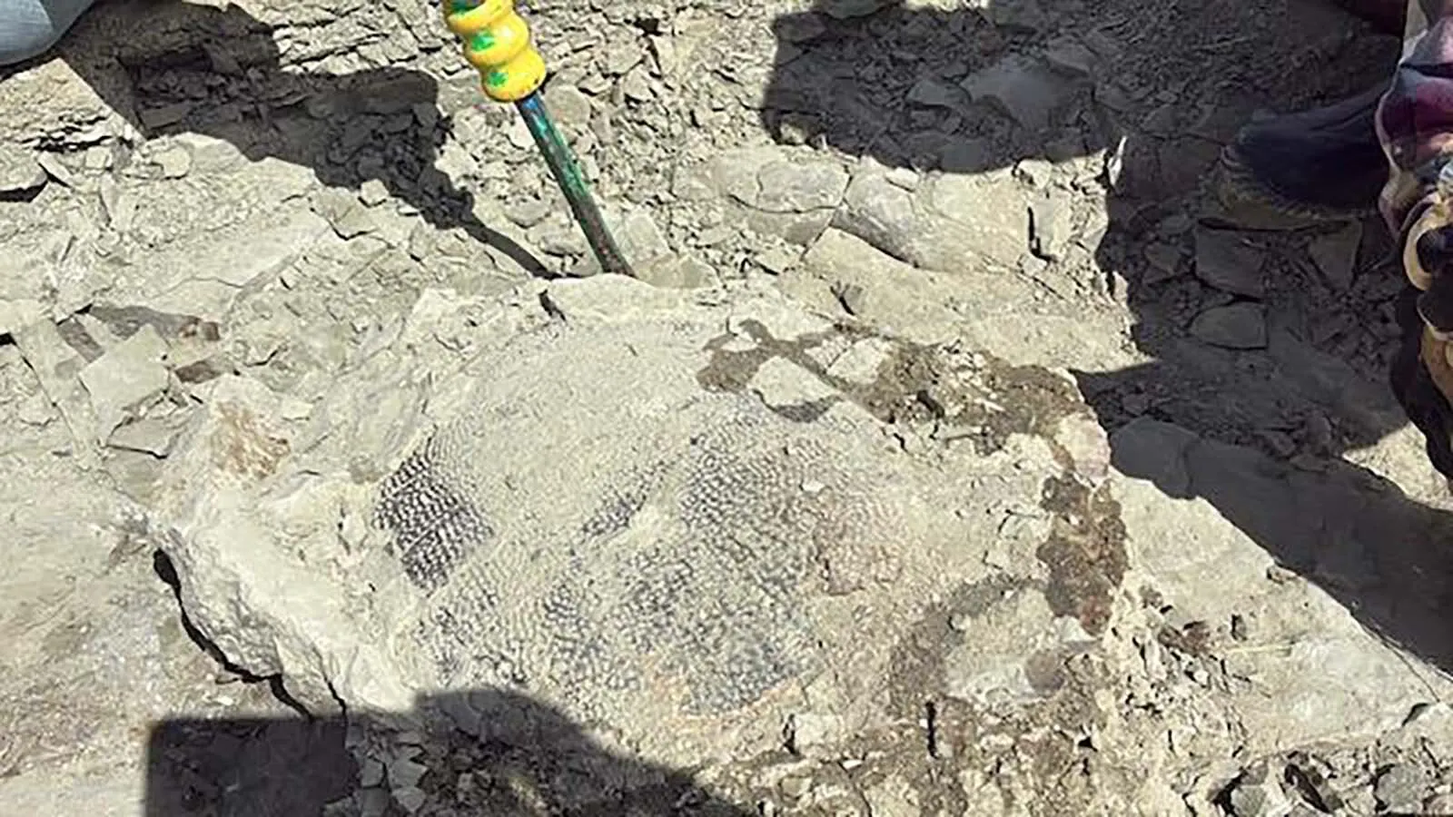 11-Year-Old Finds 48-Million-Year-Old Turtle Shell in Southwest Wyoming ...