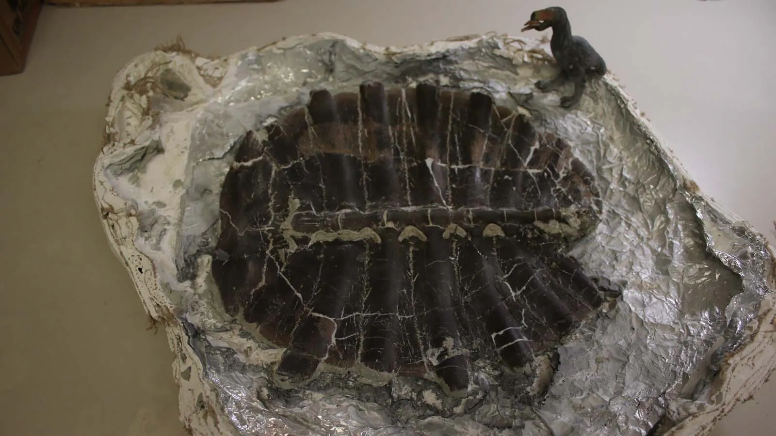 11-Year-Old Finds 48-Million-Year-Old Turtle Shell in Southwest Wyoming ...