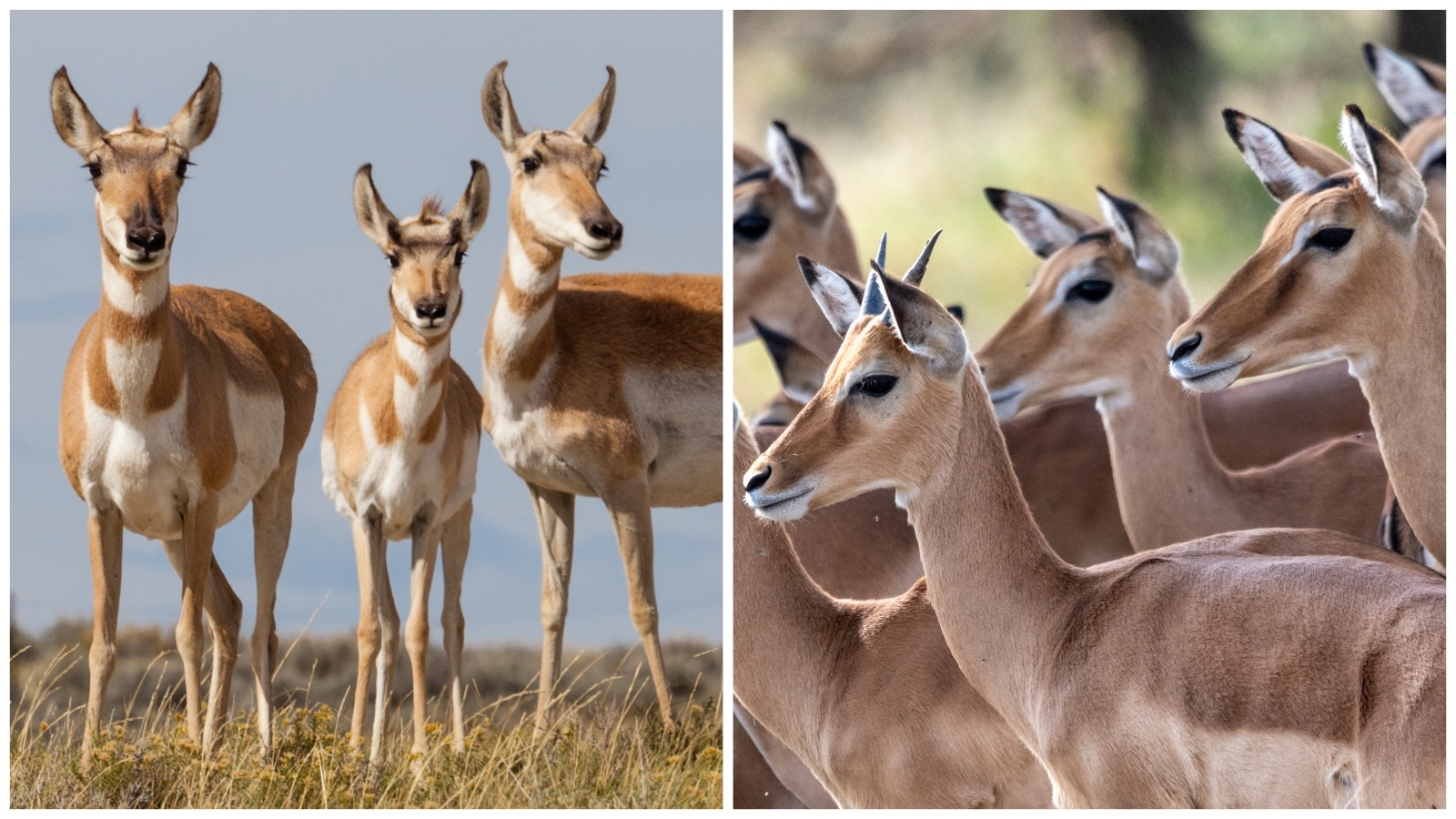 Wyoming’s Famous For Its Iconic Pronghorn — But Don’t Call Them Antelope | Cowboy State Daily