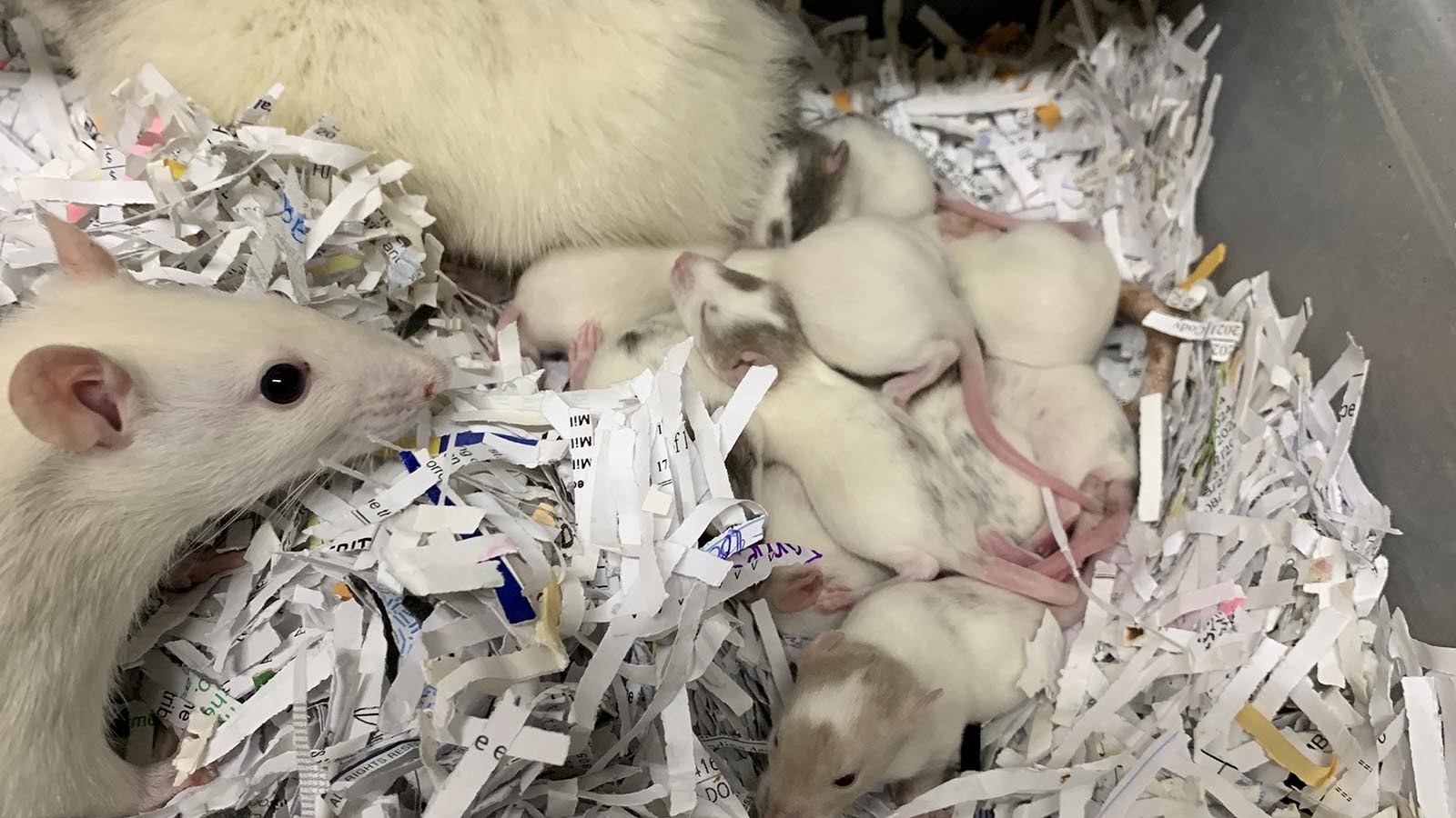 How Sean Cooper Came To Be Northwest Wyoming's "Rat Guy" | Cowboy State ...