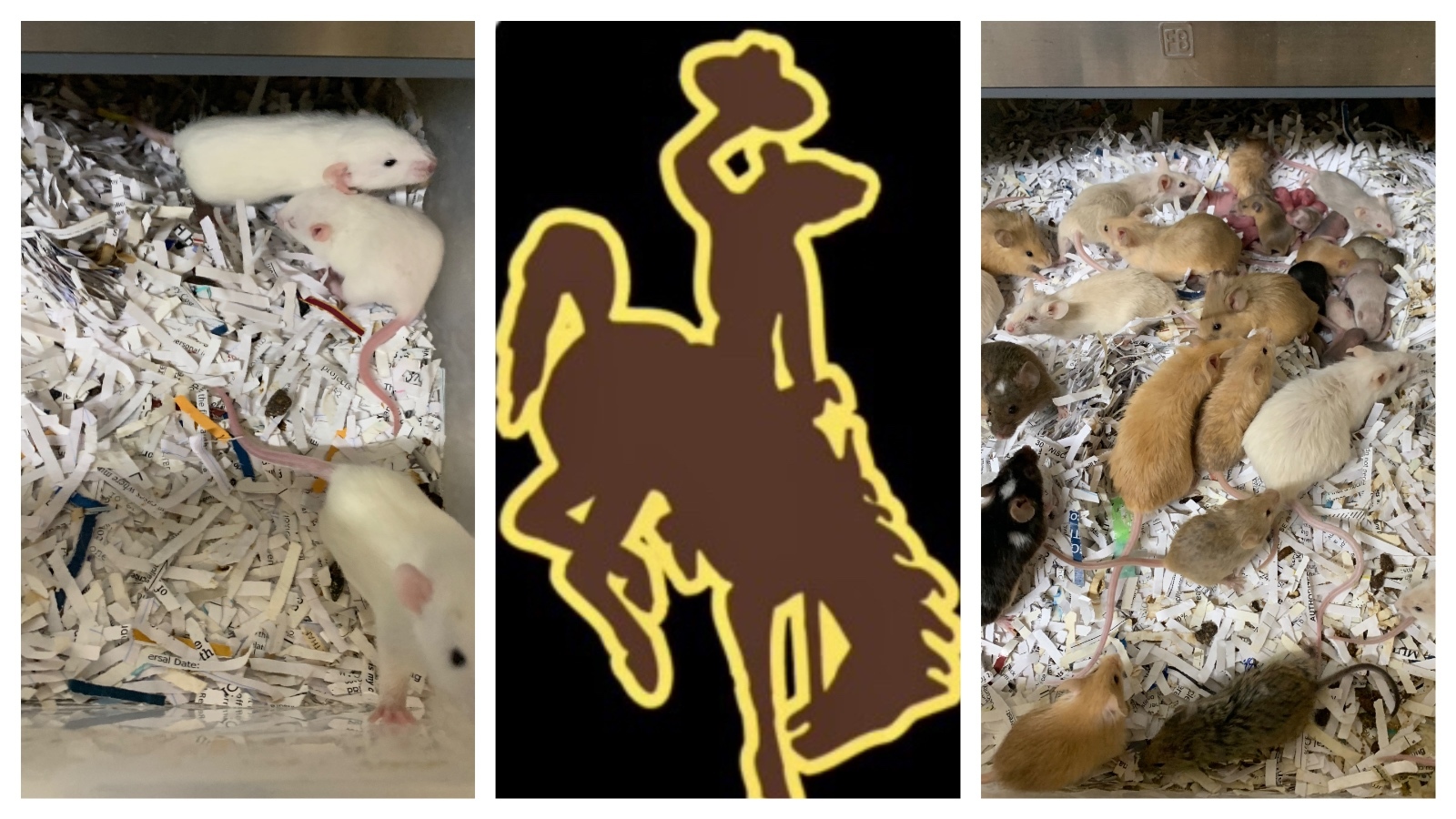 How Sean Cooper Came To Be Northwest Wyoming's "Rat Guy" | Cowboy State ...