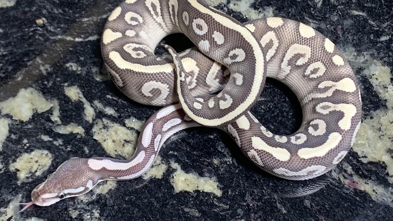 How Sean Cooper Came To Be Northwest Wyoming's "Rat Guy" | Cowboy State ...