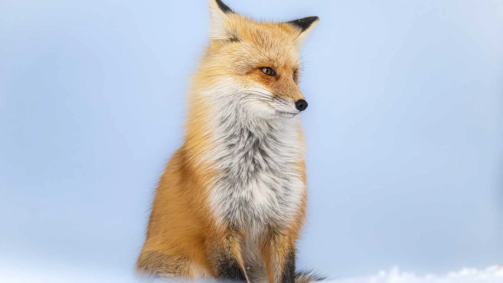 Biologists Worry People Getting Too Close To Cooke City Red Foxes With ...