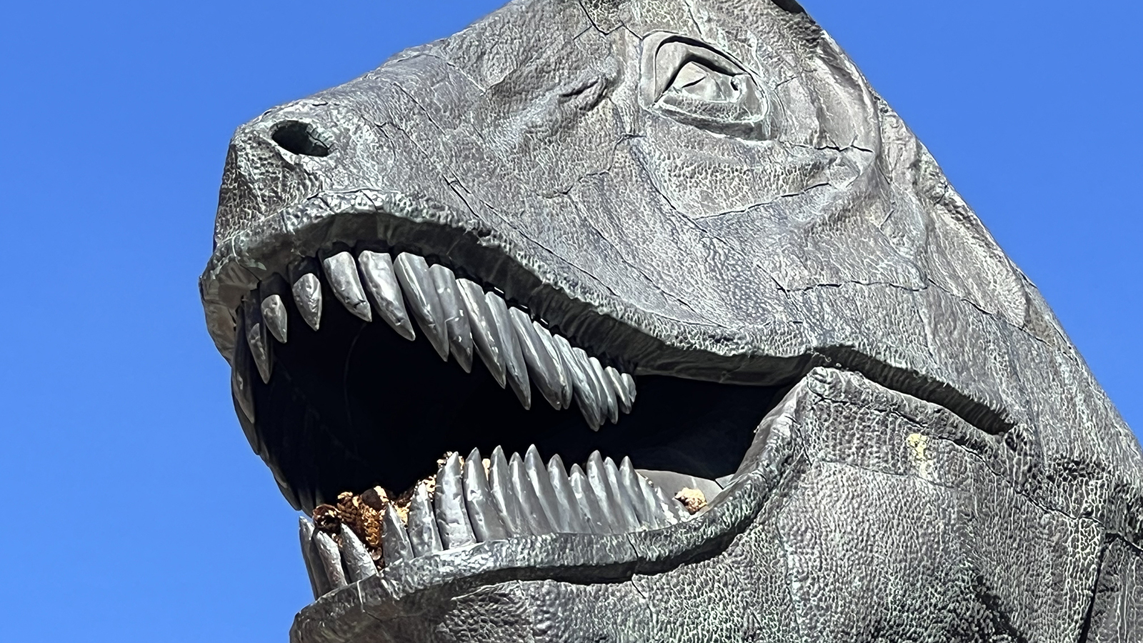 Tossing Pinecones Into Mouth Of Giant T. Rex A 60-Year UW Tradition ...