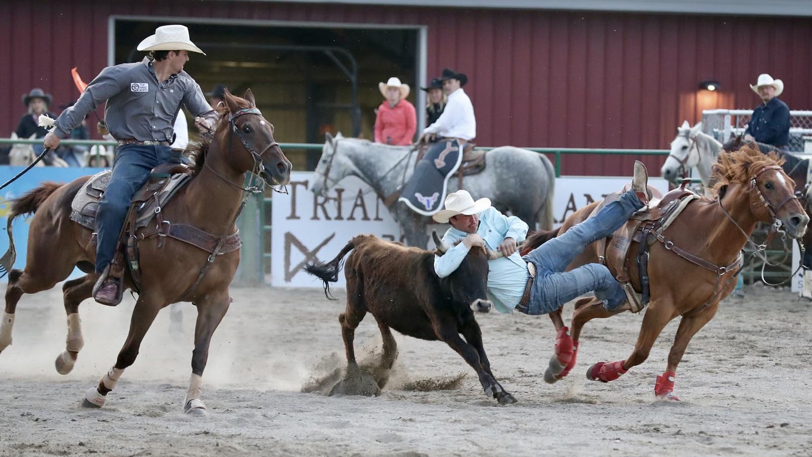 Rodeo For Dummies: Wyoming’s Favorite Sport Explained For The City ...