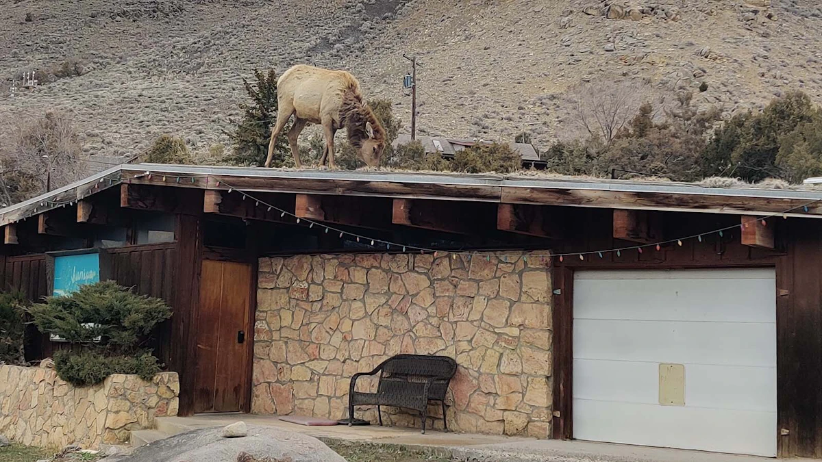 Elk Boldly Climbs On Sod Roof To Graze In Gardiner As Locals Watch In ...