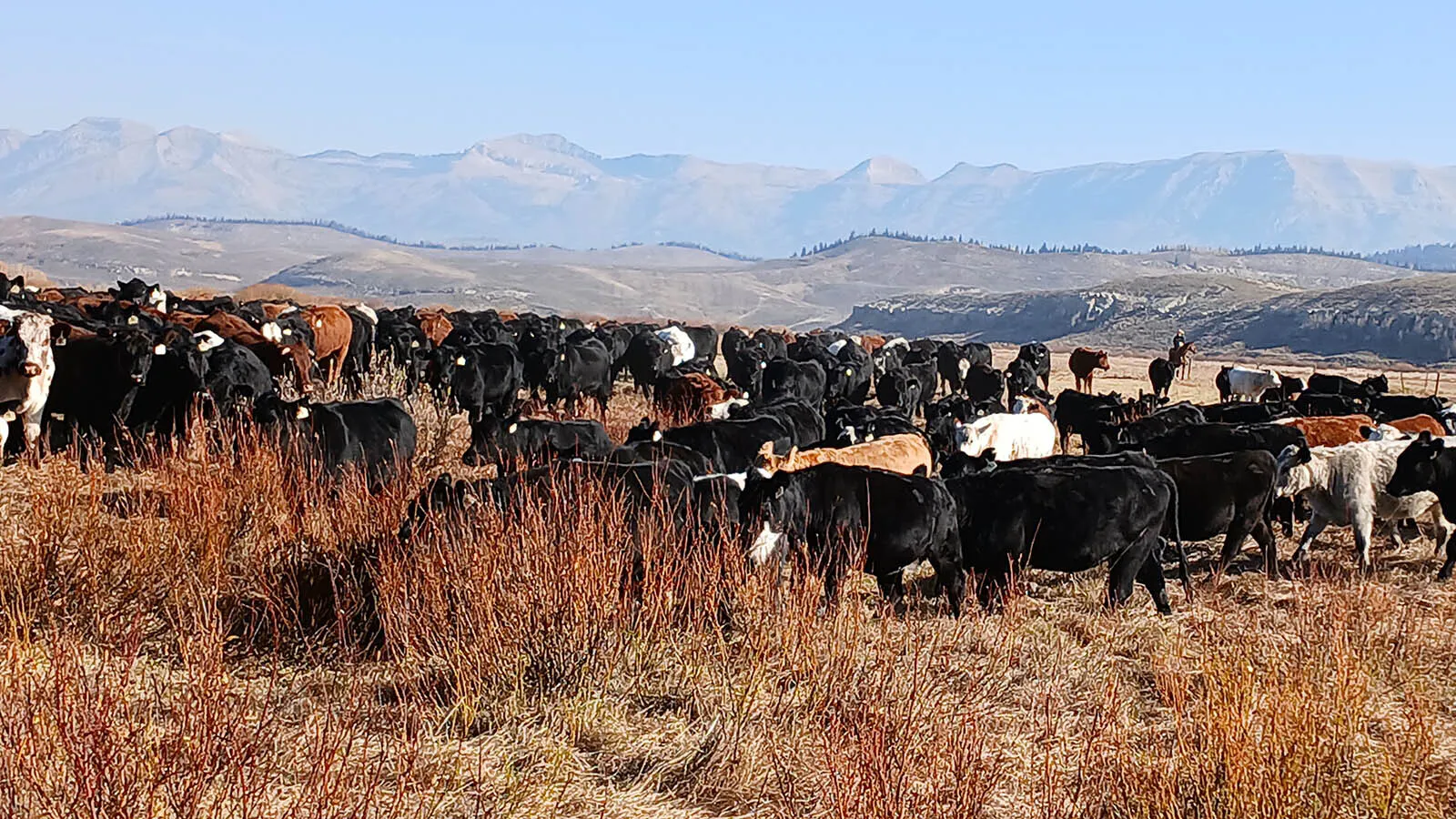 Fall Means Cowboys Are Out Rounding Up Cattle In Western Wyoming ...