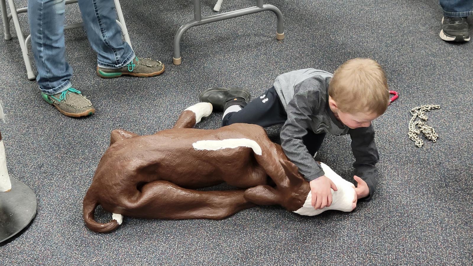How Do You Practice For Calving Season? With Life-Sized Rubber Cows ...