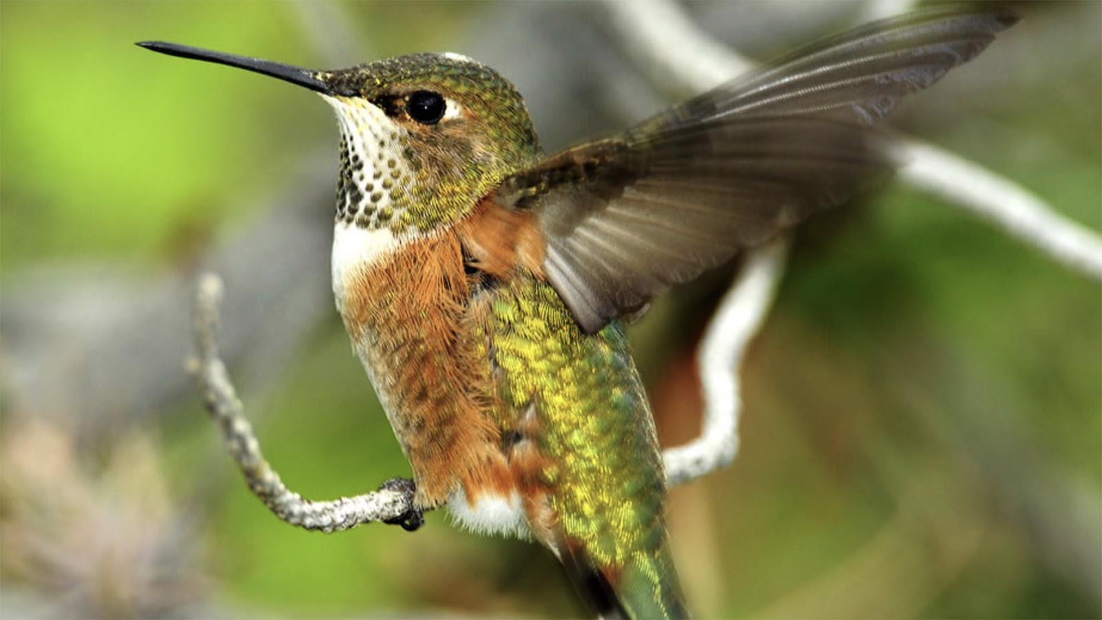 Hummingbirds Return to Wyoming, Sucking Down Enough Sugar To Put A ...