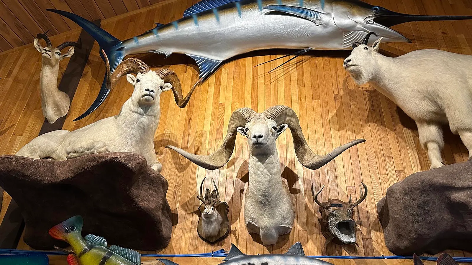 Thermopolis Safari Club’s World-Class Big Game Trophy Collection Needs ...