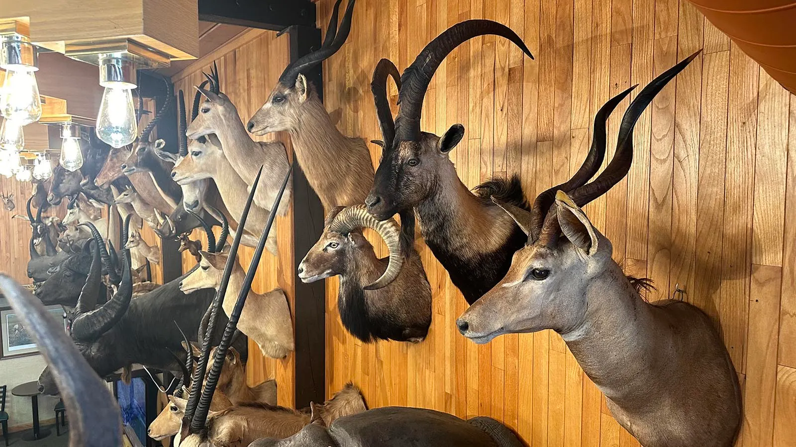 Thermopolis Safari Club’s World-Class Big Game Trophy Collection Needs ...