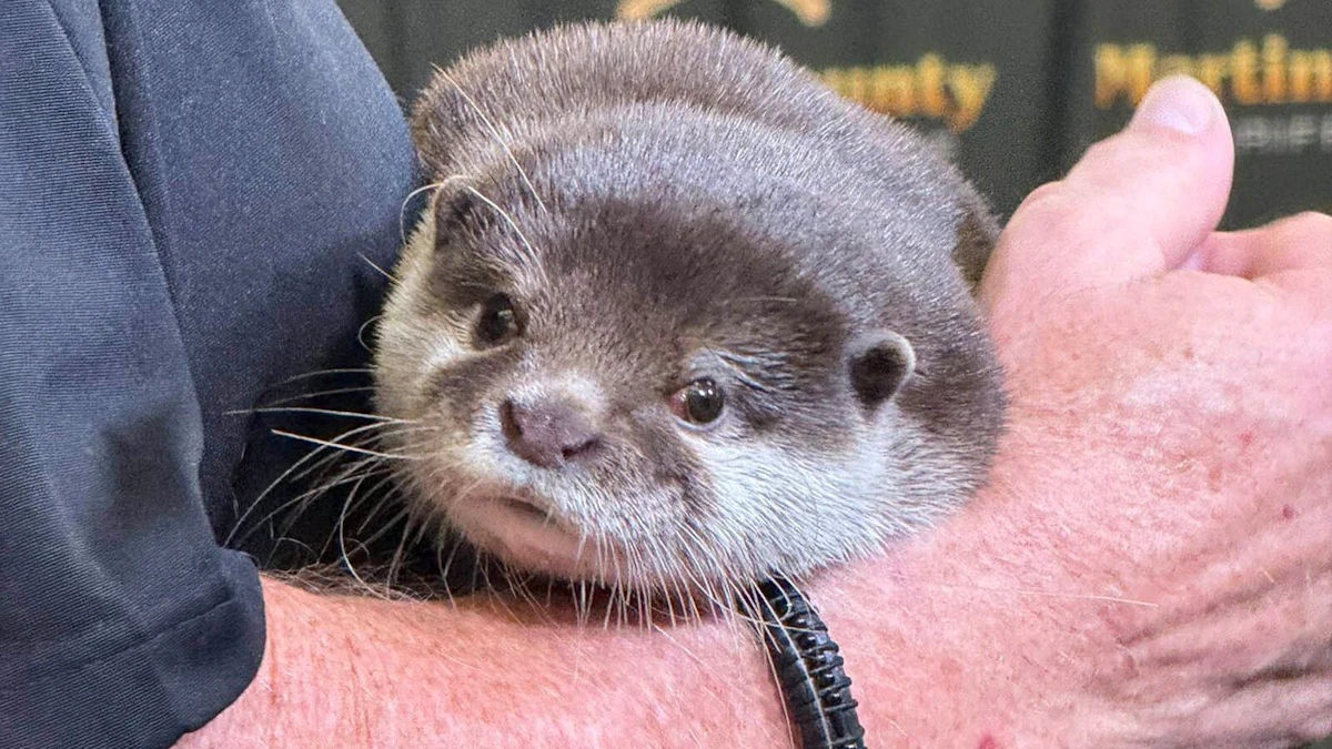 Florida Sheriff Trains Nation's First Search And Recovery Otter ...