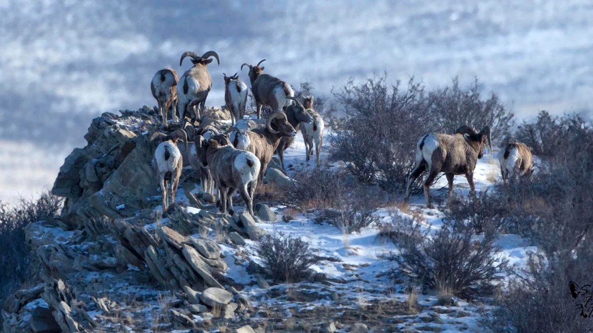 Wyoming Officials Fear Seminoe Power Project Could Ruin Premier Bighorn ...