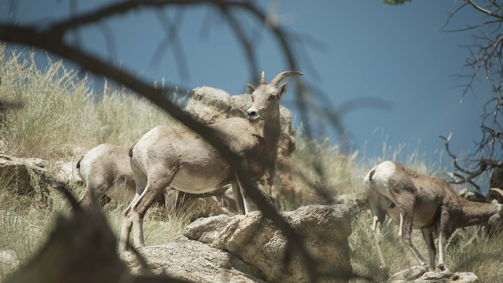 Wyoming Officials Fear Seminoe Power Project Could Ruin Premier Bighorn ...