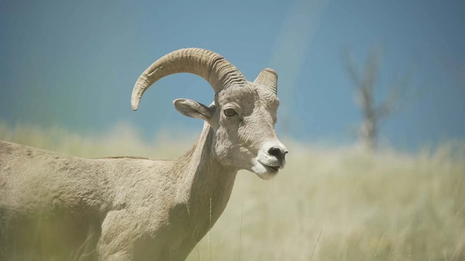 Wyoming Officials Fear Seminoe Power Project Could Ruin Premier Bighorn ...