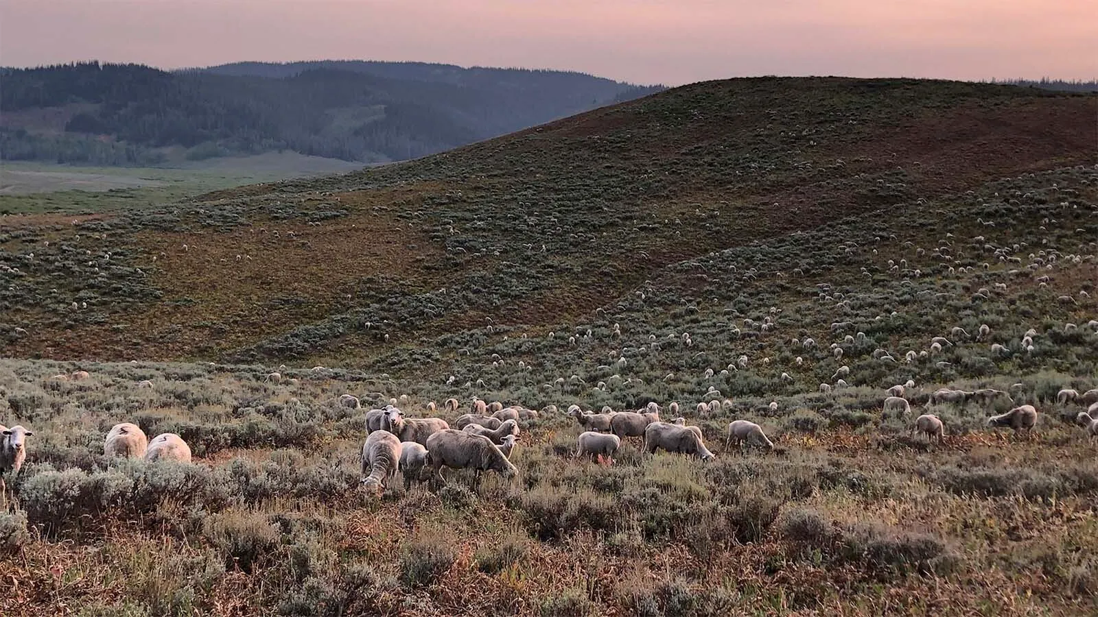 Wyoming Sheep Jams Reveal Mounting Pressures On Local Ranches And Farms ...
