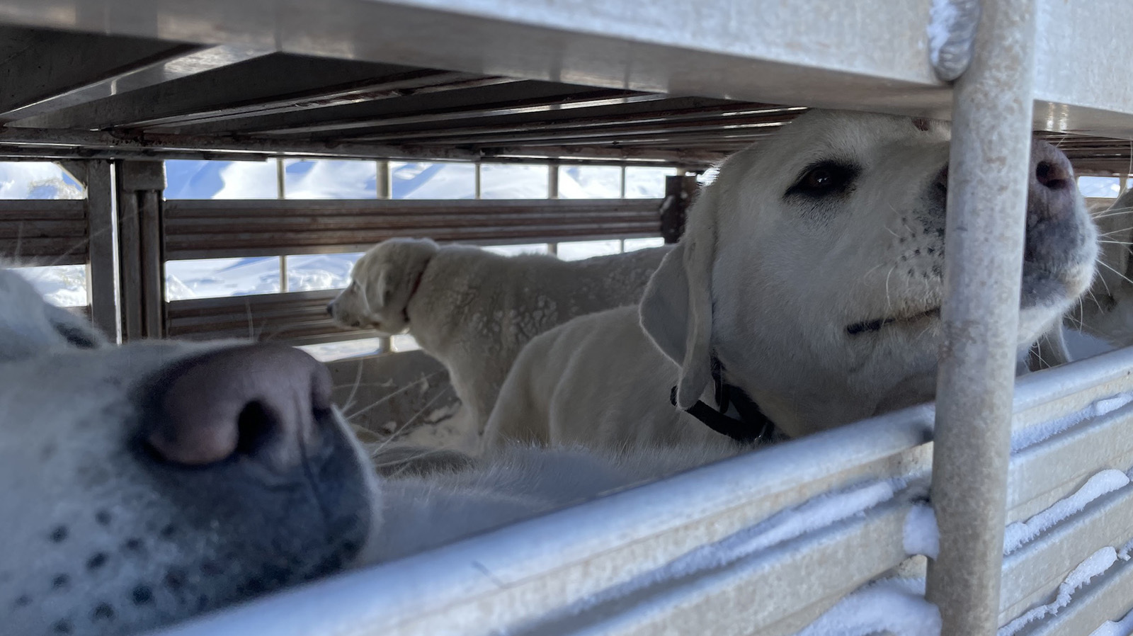 Wyoming Ranchers Salute Great Pyrenees In Georgia Who Fought Off 11 ...