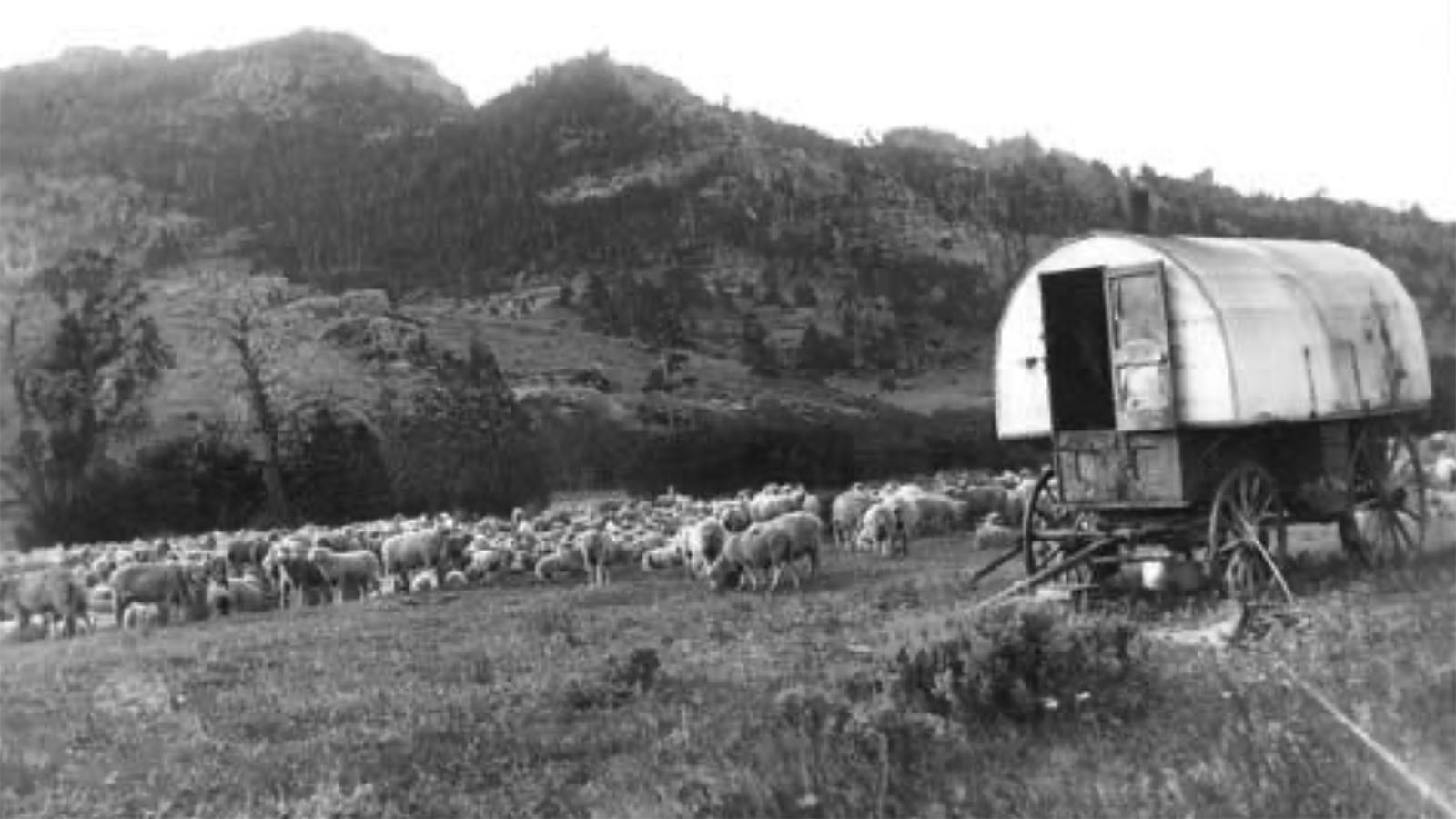 At The Height Of Wyoming’s Sheep Wars, Raiders Clubbed, Shot And Blew ...
