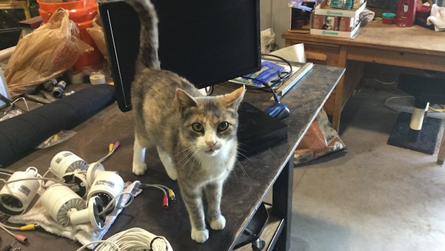 Finally Fed Up Wyoming Barn Cat Takes On Raccoon Raider Twice Its Size