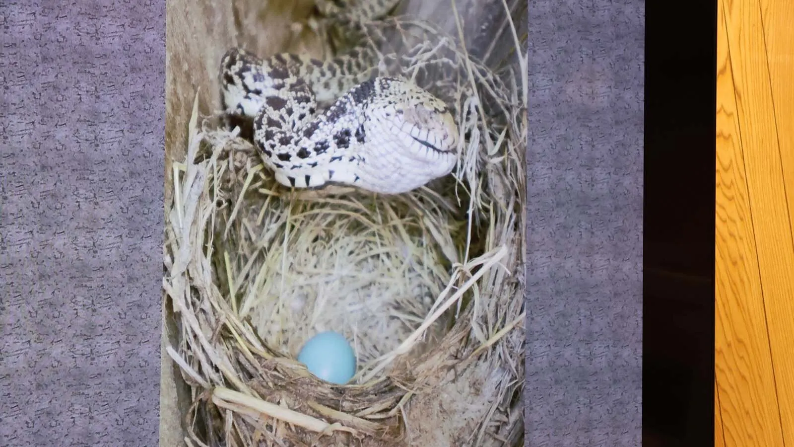 Everything You've Ever Wanted To Know About Wyoming's Snake Community ...