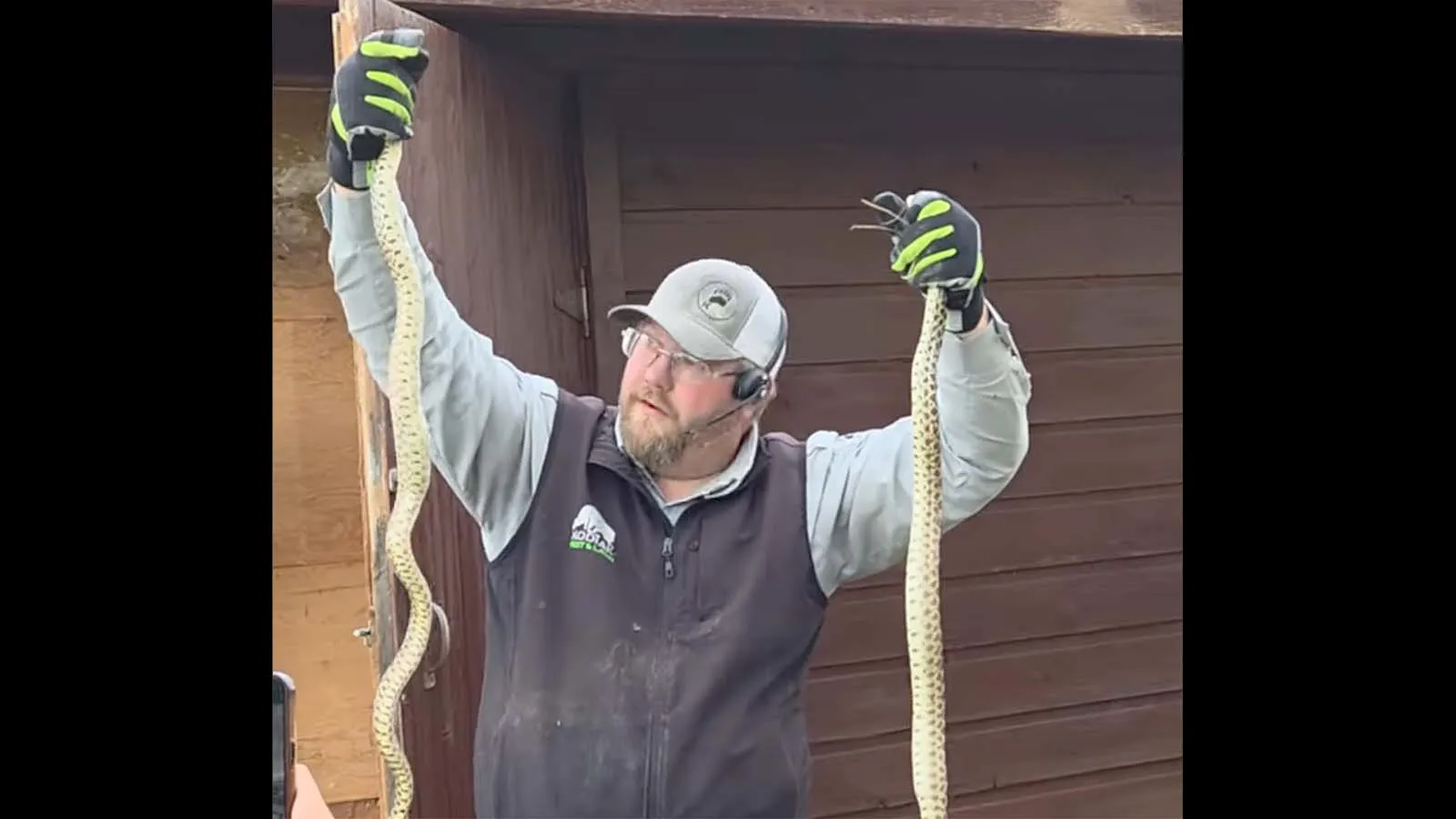 Cody Family Finds Snakes — One Pregnant — Nesting In The Walls Of ...