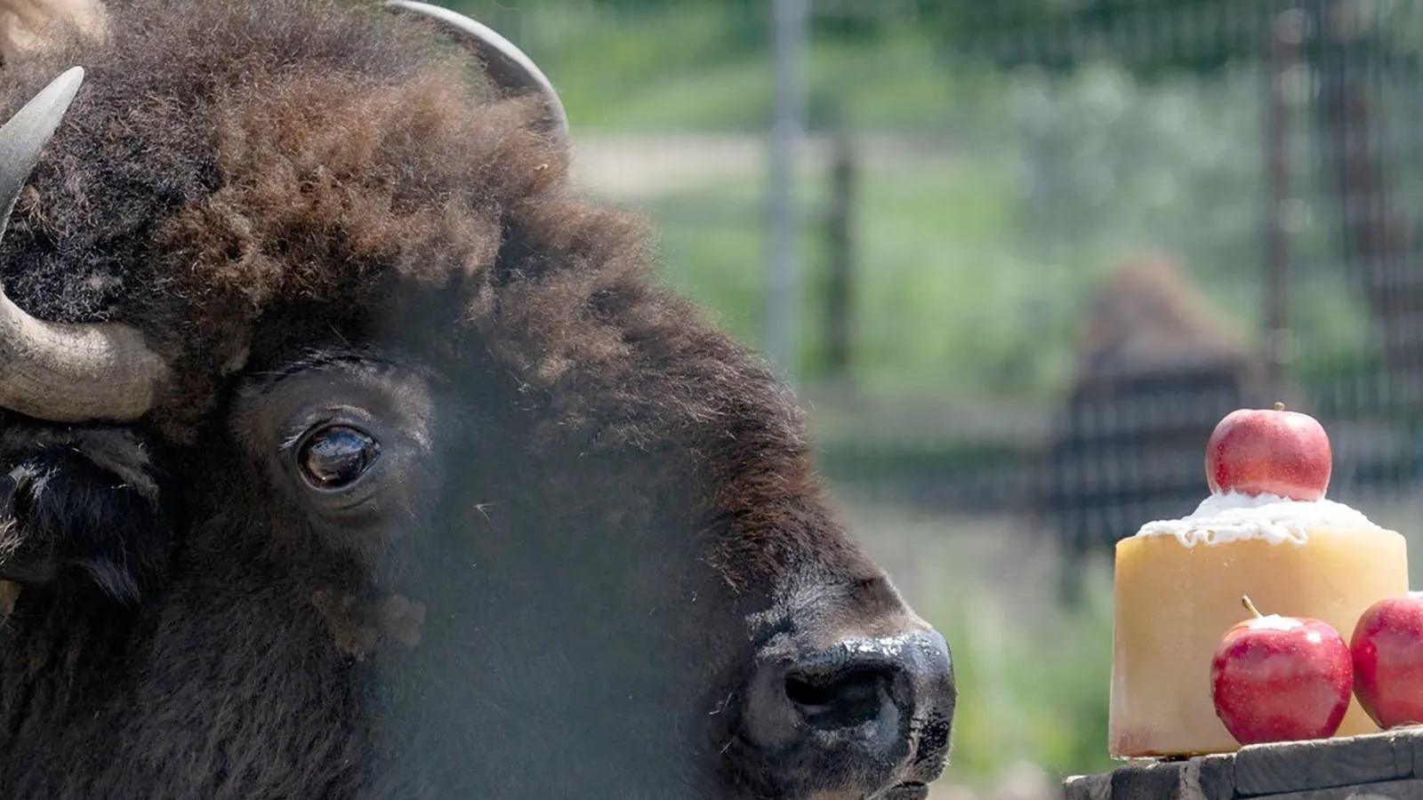 Speedy, Beloved 24-Year-Old Yellowstone Sanctuary Bison, Dies | Cowboy ...