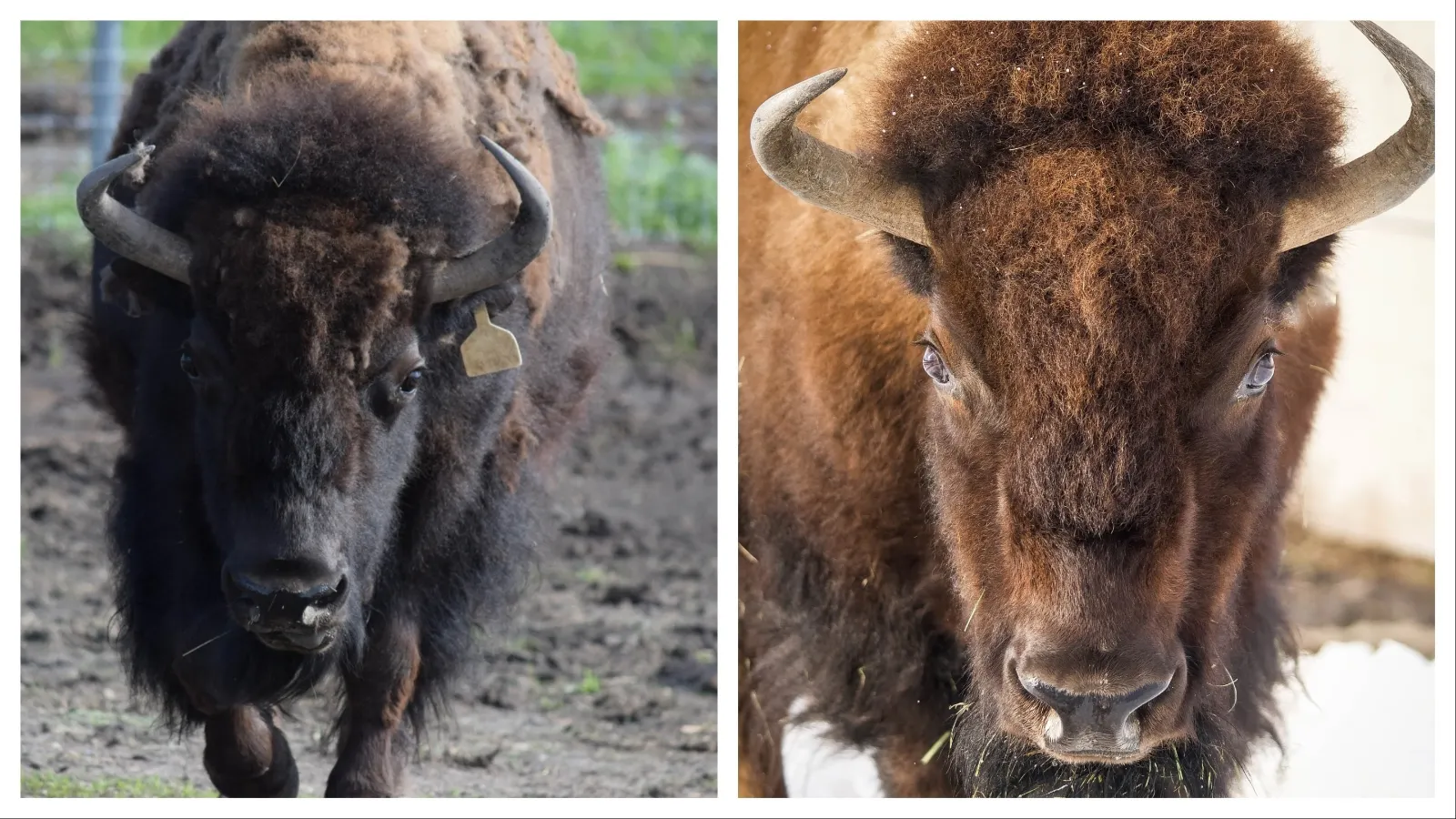 Speedy, Beloved 24-Year-Old Yellowstone Sanctuary Bison, Dies | Cowboy ...