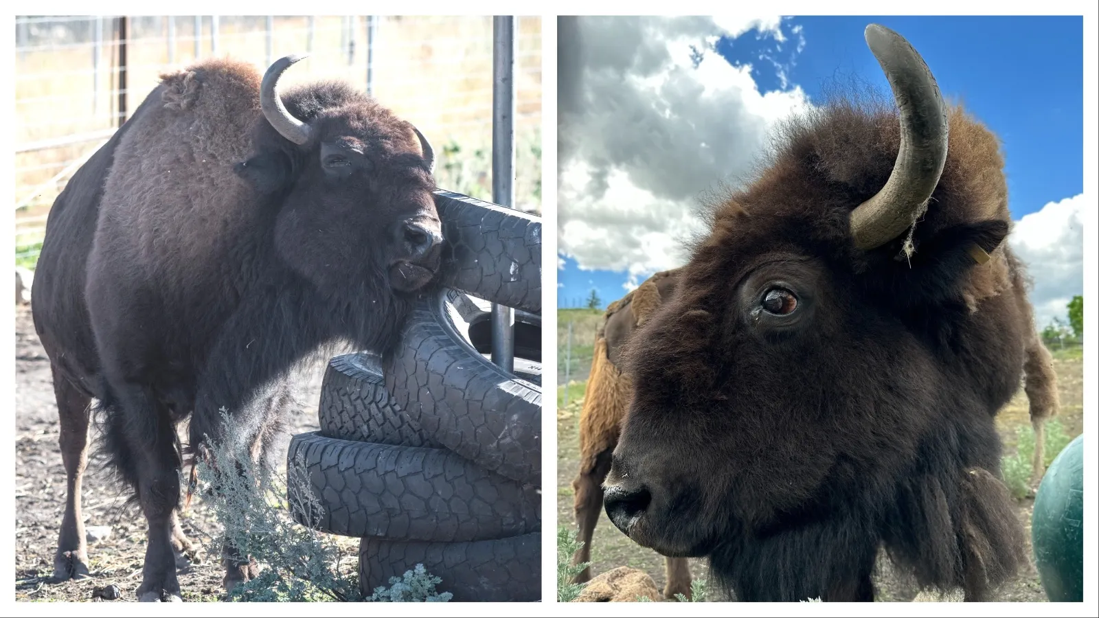 Speedy, Beloved 24-Year-Old Yellowstone Sanctuary Bison, Dies | Cowboy ...