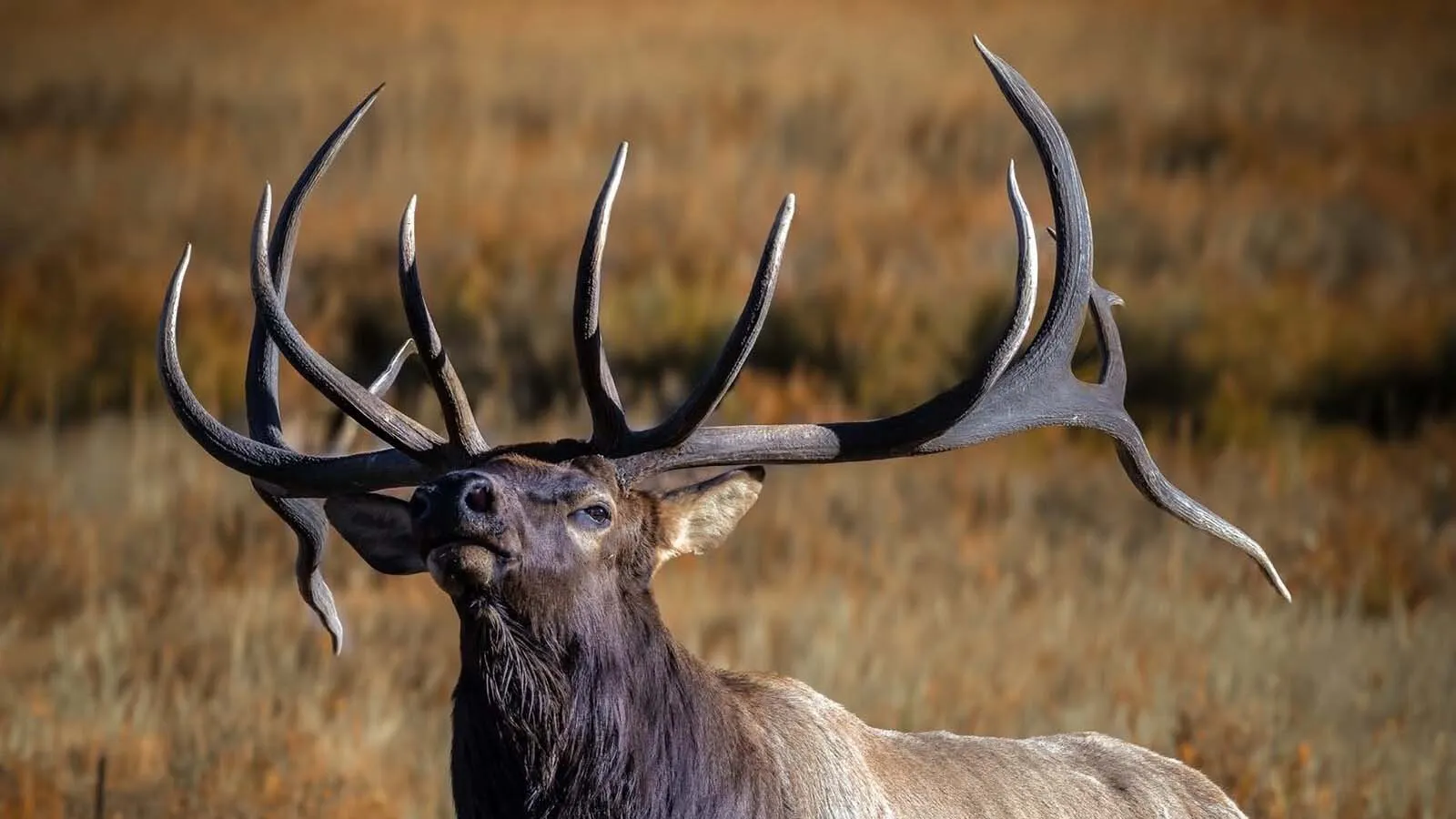 Hunter Kills Huge ‘Split 5’ Bull Elk From Estes Park Urban Herd ...