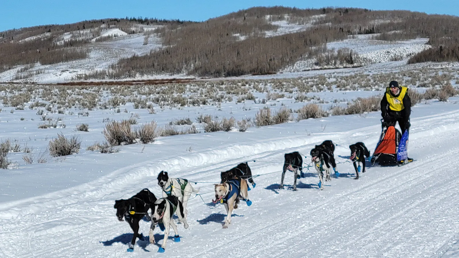 Pedigree Stage Stop Sled Dog Race Returns To Dubois After 20-Year ...
