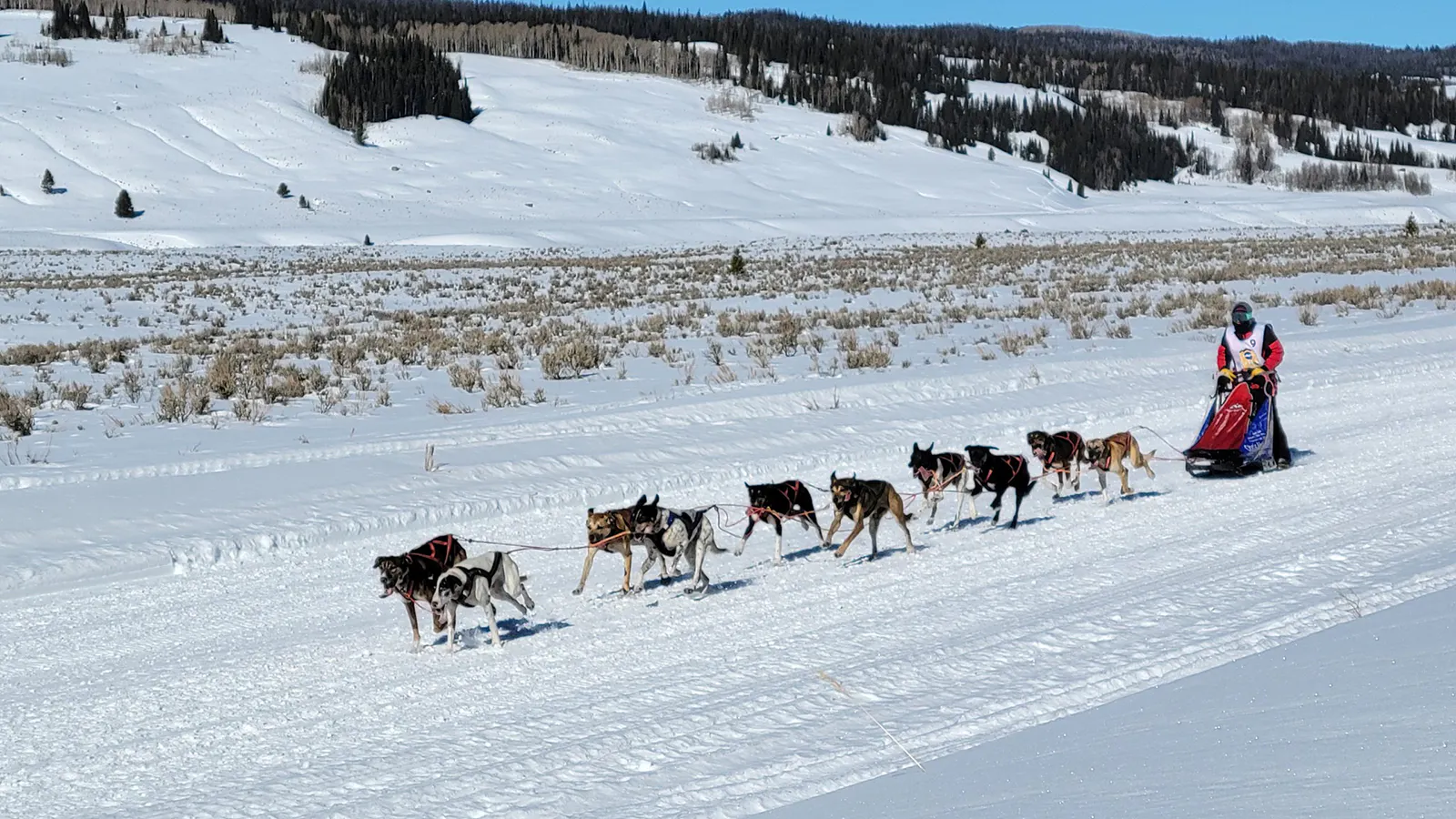 Pedigree Stage Stop Sled Dog Race Returns To Dubois After 20-Year ...