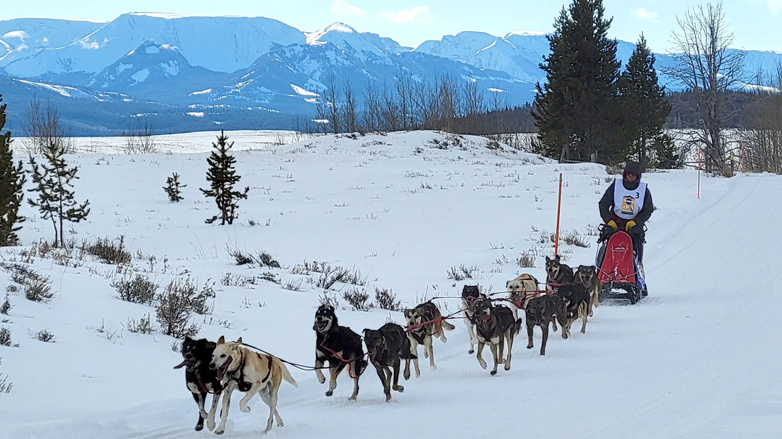 Pedigree Stage Stop Sled Dog Race Returns To Dubois After 20-Year ...