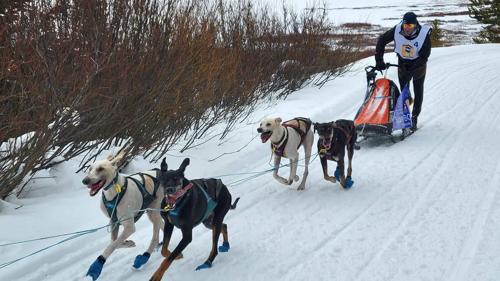 Pedigree Stage Stop Sled Dog Race Returns To Dubois After 20-Year ...