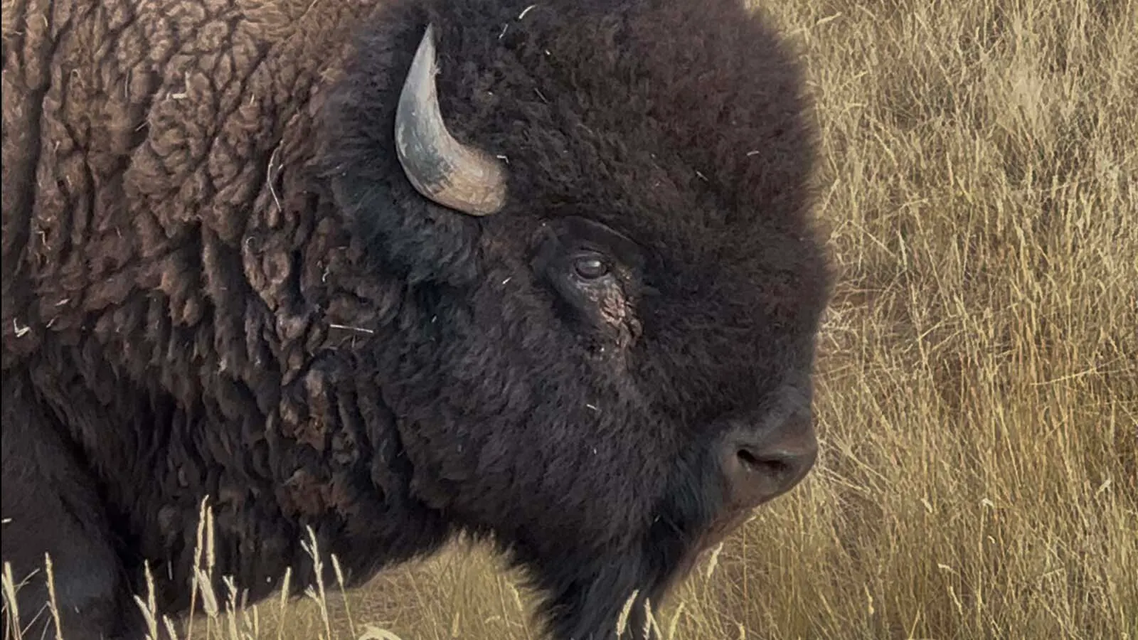 Meet Thunder & Lightning, The Bulls That Lead Wyoming’s Iconic State ...