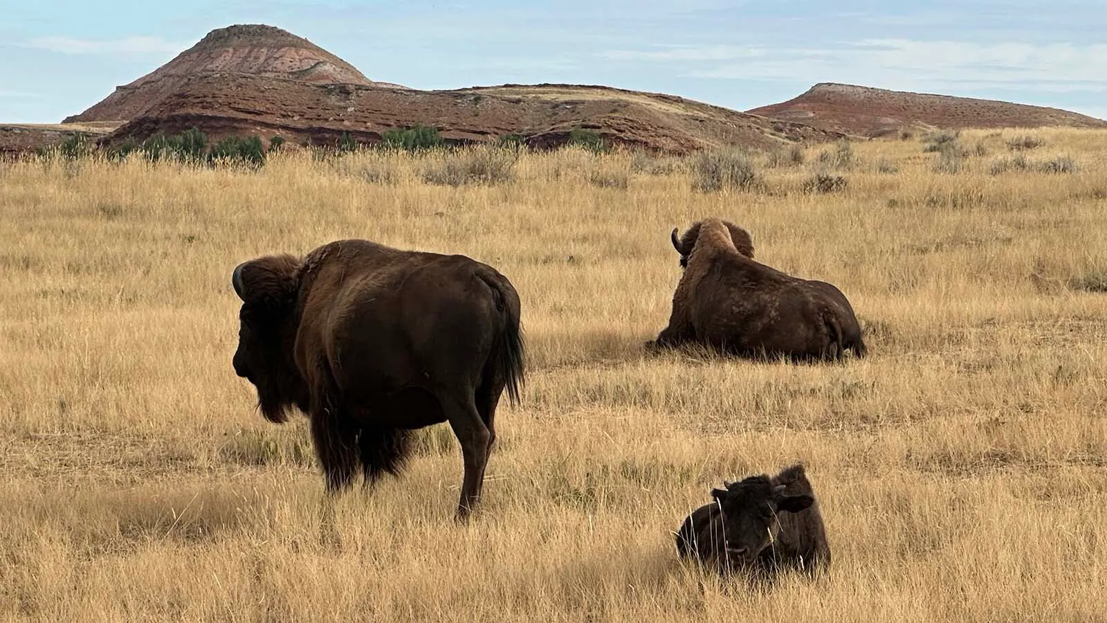 Meet Thunder & Lightning, The Bulls That Lead Wyoming’s Iconic State ...