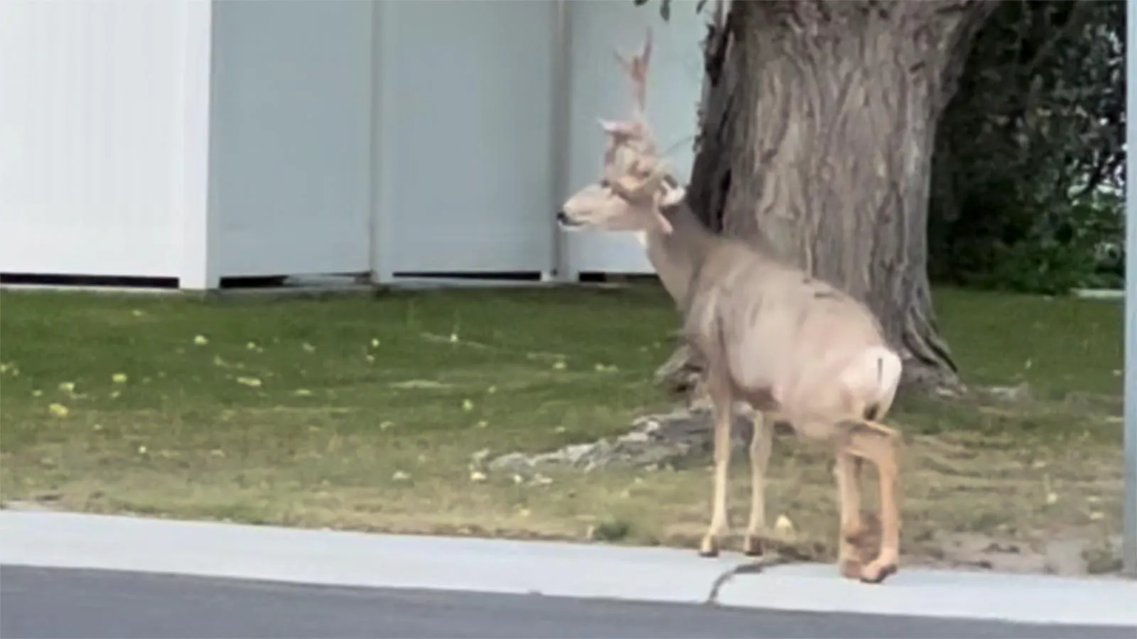 Rock Springs Loves Steve, A Mule Deer With Gnarled Antlers And Missing ...
