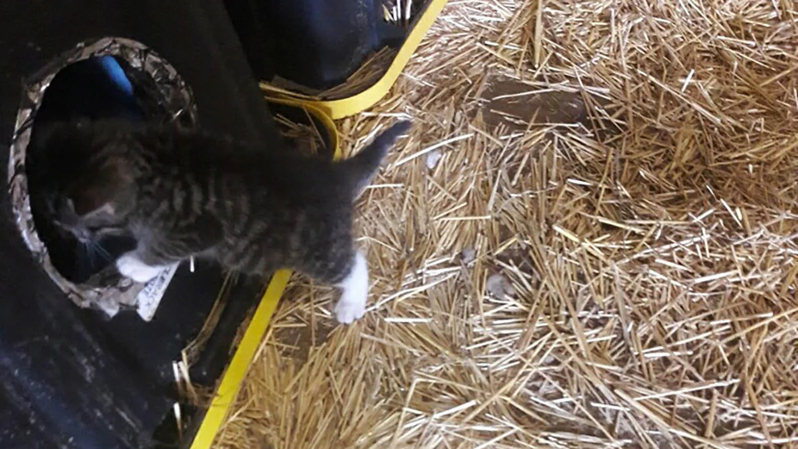 Like Wolves, Wyoming’s Stray Cats Aren’t Protected From Torture ...