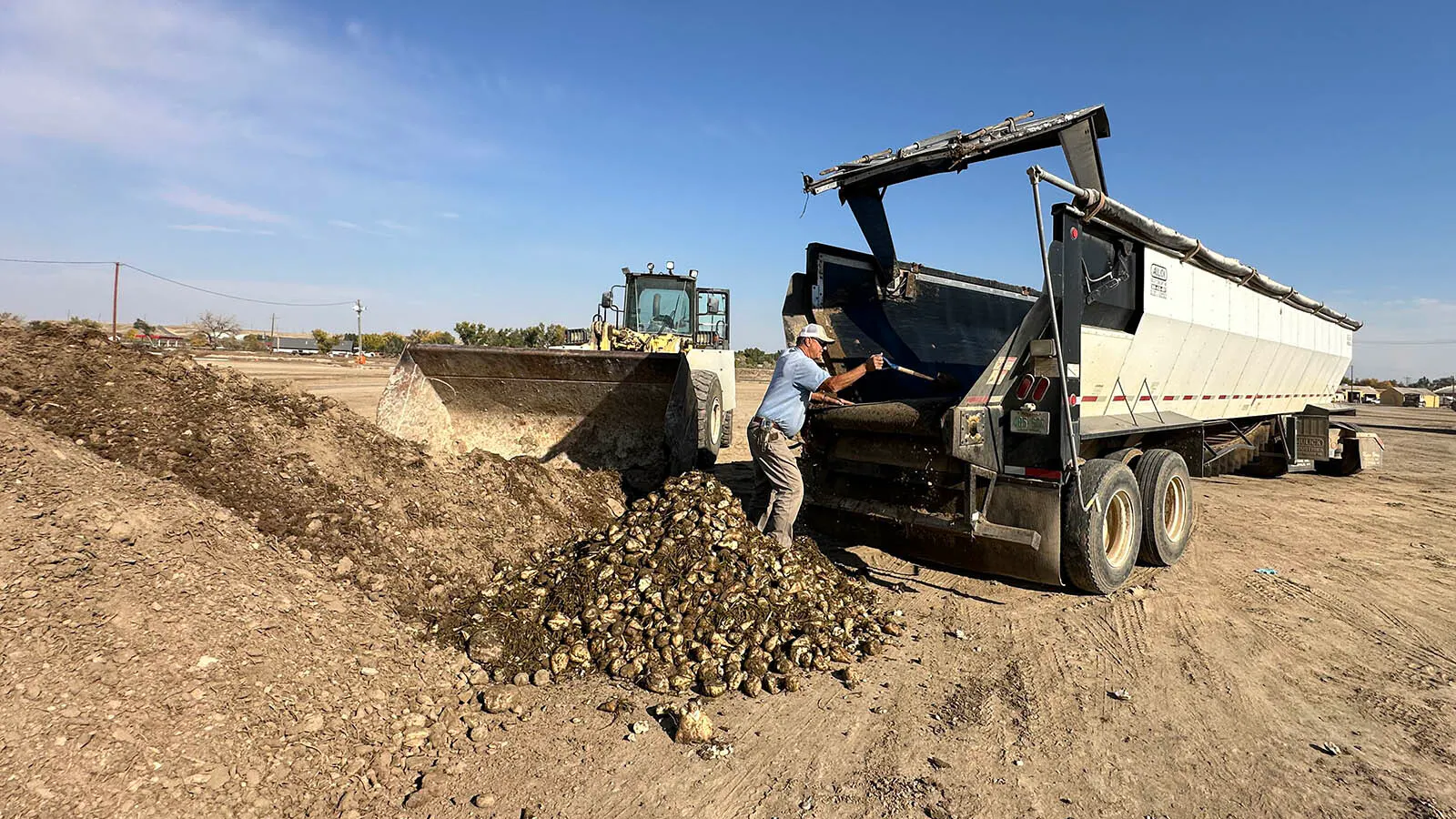 Wyoming Grower Expects To Bring In 525,000 Tons Of Super-Sweet Sugar ...
