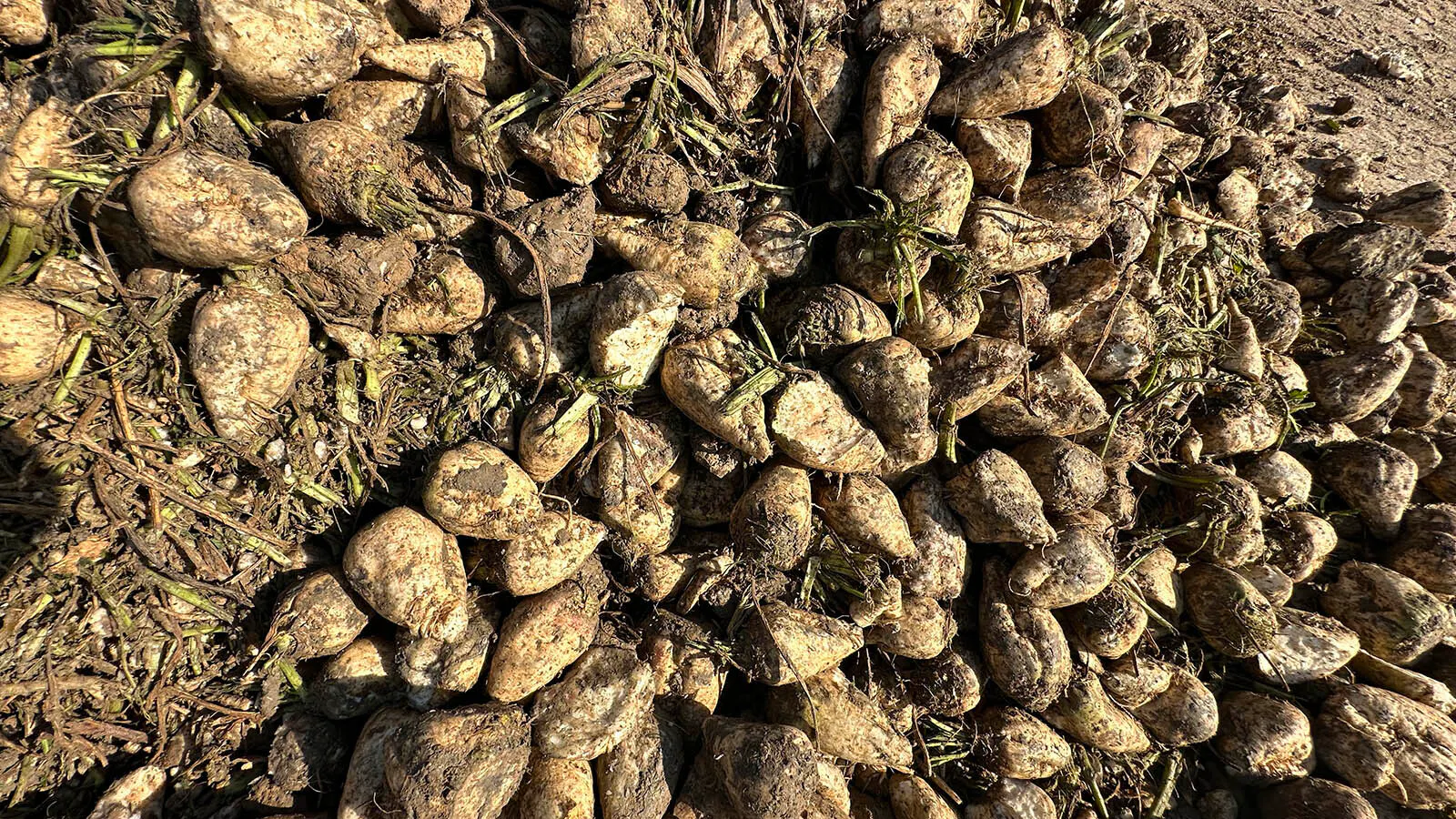 Wyoming Grower Expects To Bring In 525,000 Tons Of Super-Sweet Sugar ...