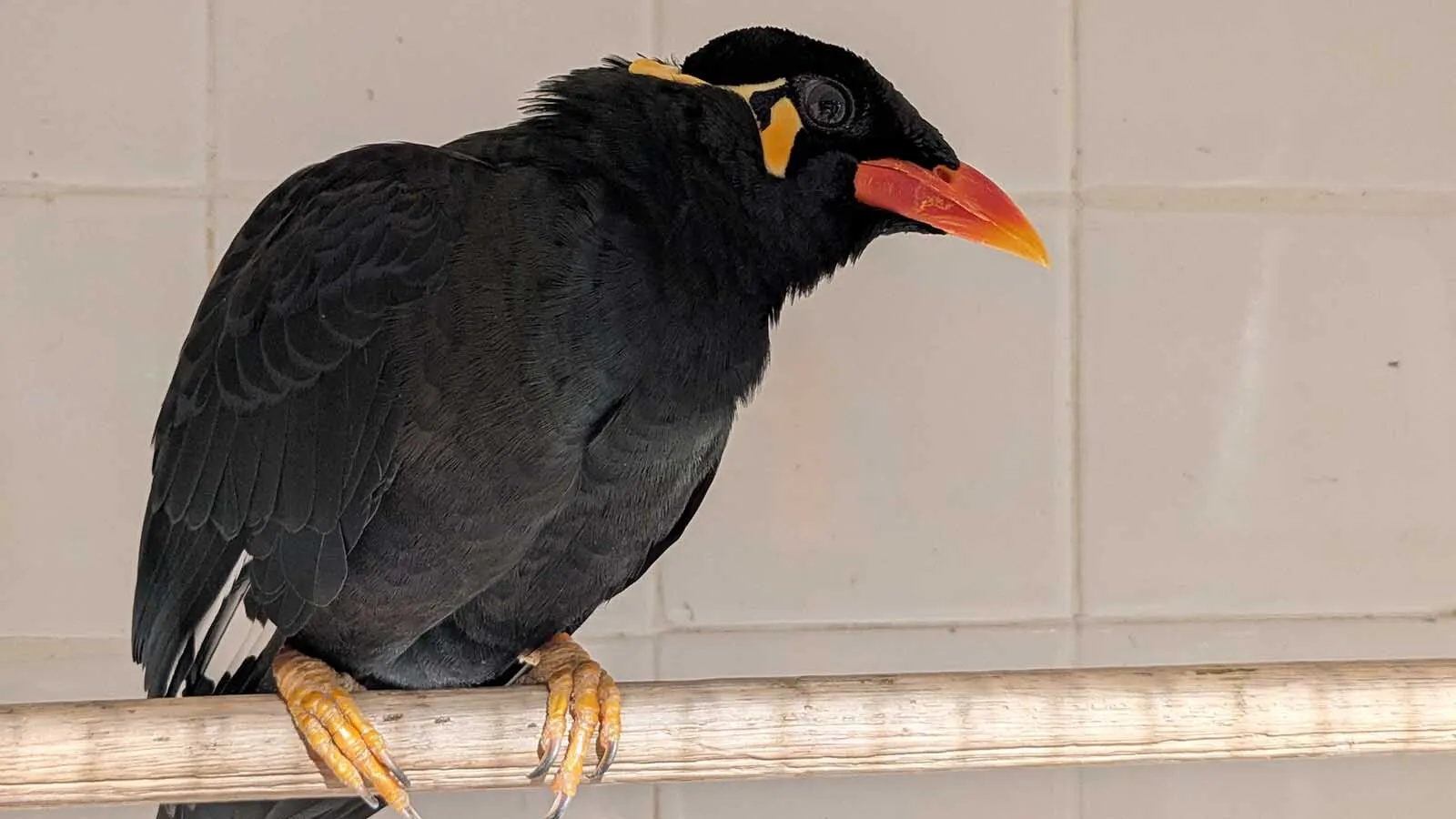 Drinking Montana: The Talking Bird At The Talking Bird Can Curse Like A ...