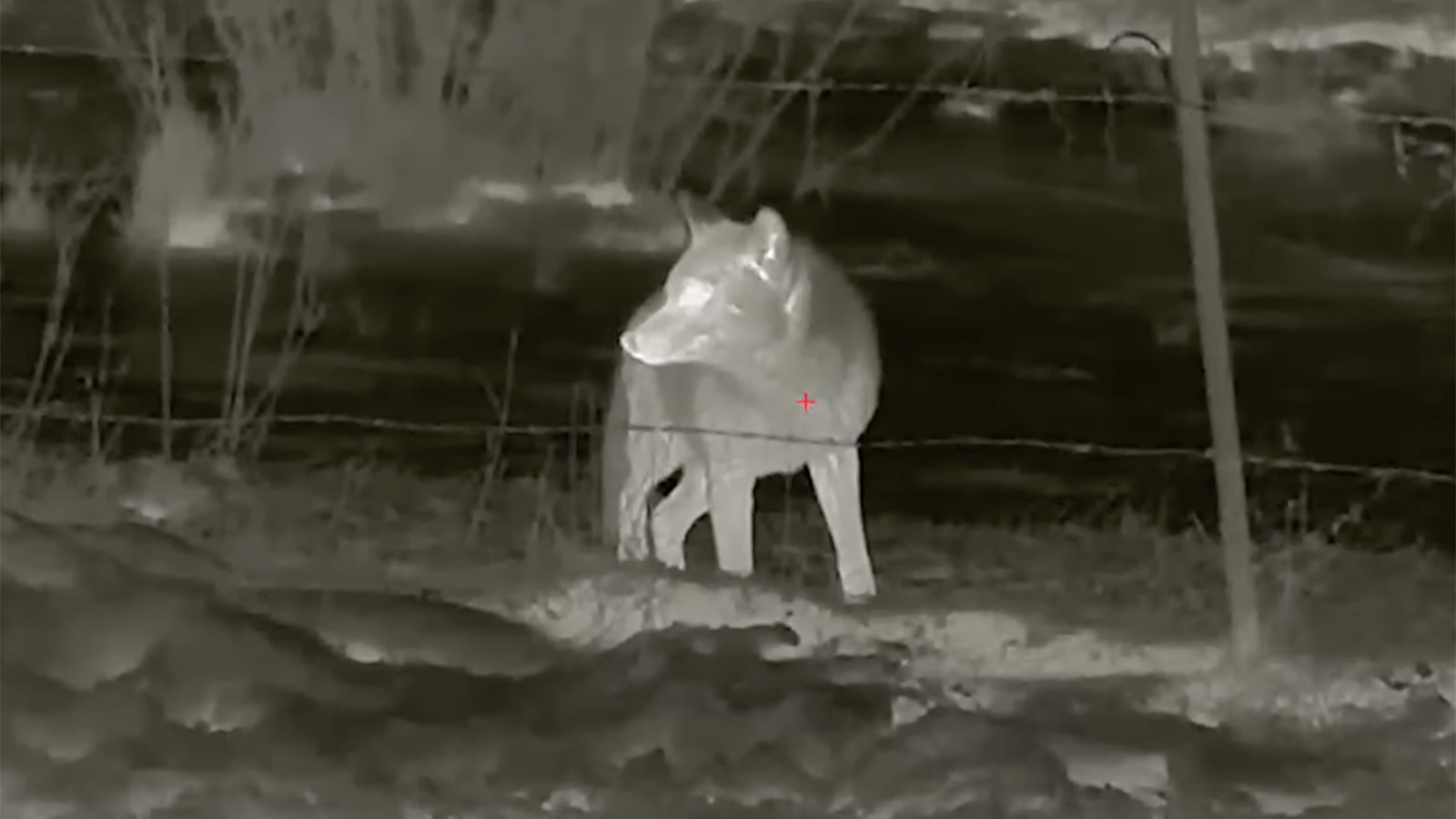 Bill Would Let Hunters Use Night Vison To Kill Coyotes On Public Land ...