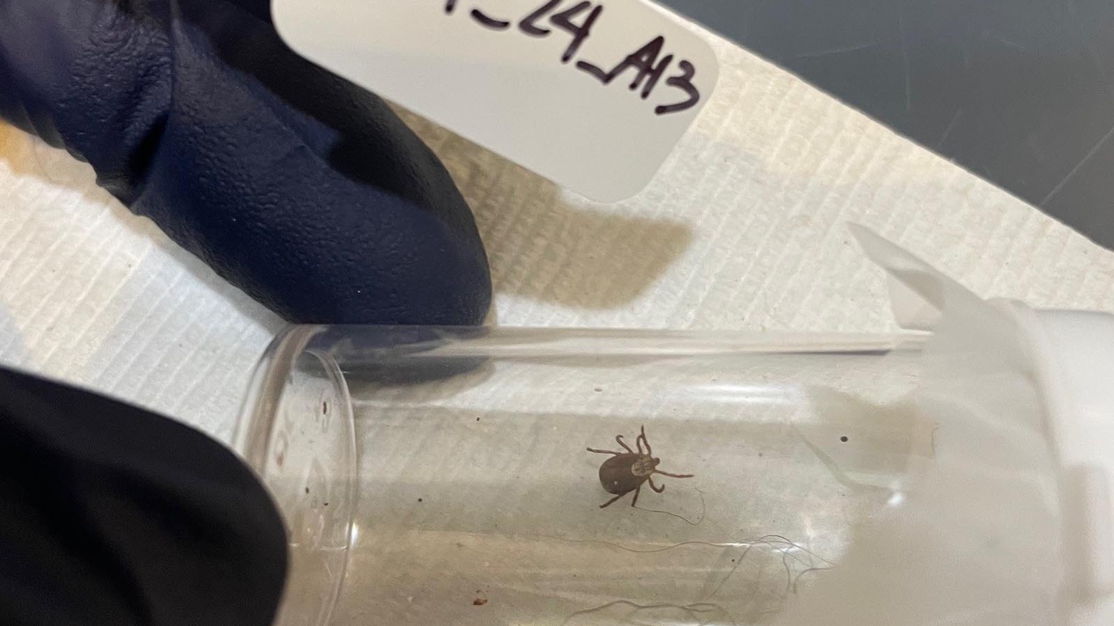 A New Hobby? Wyoming Scientists Looking For People To Go Out And ...