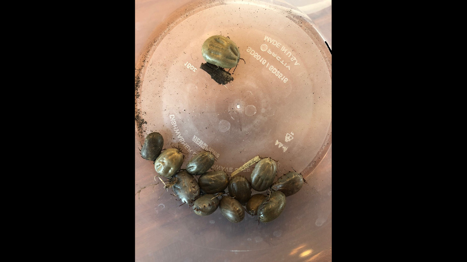 Tick Bite Victims Say Resulting Diseases Caused Them Years Of Misery ...