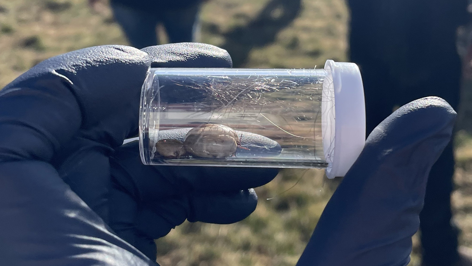 Tick Bite Victims Say Resulting Diseases Caused Them Years Of Misery ...