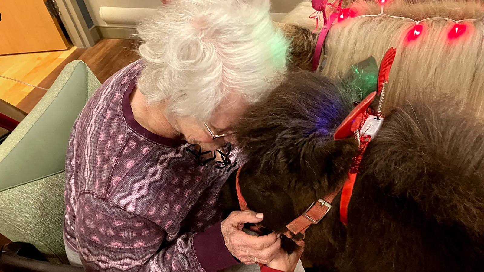 Wyoming Seniors Say Pair Of Mini Horses Make The Best Valentines ...