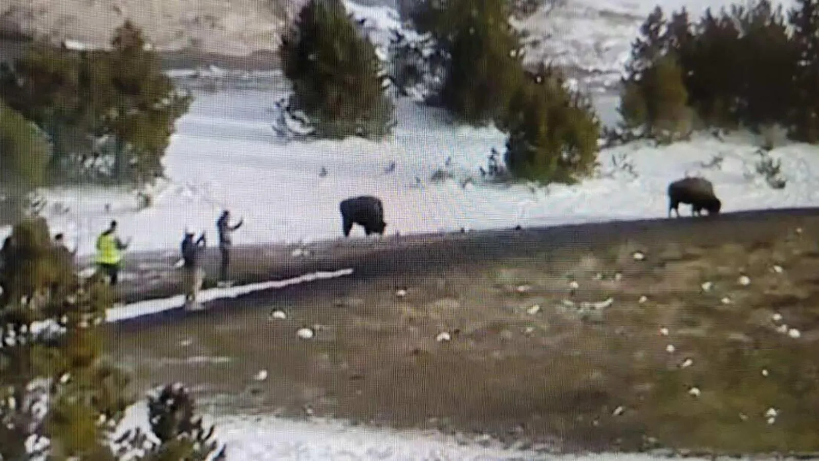Doesn’t Matter The Season, Tourists Still Get Way Too Close To Bison ...